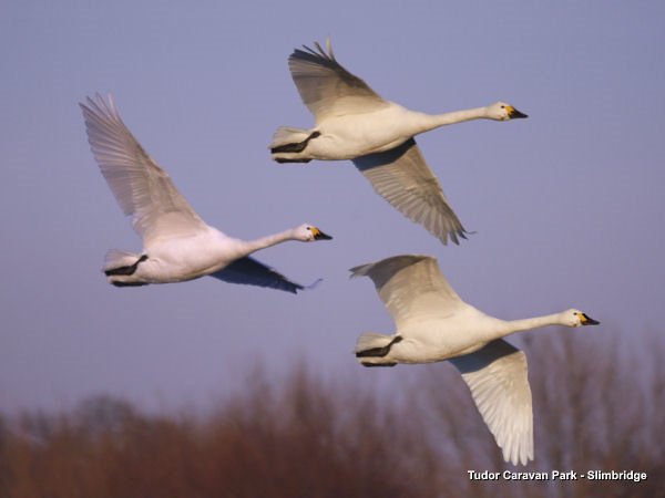 Tudor Caravan Park, Slimbridge